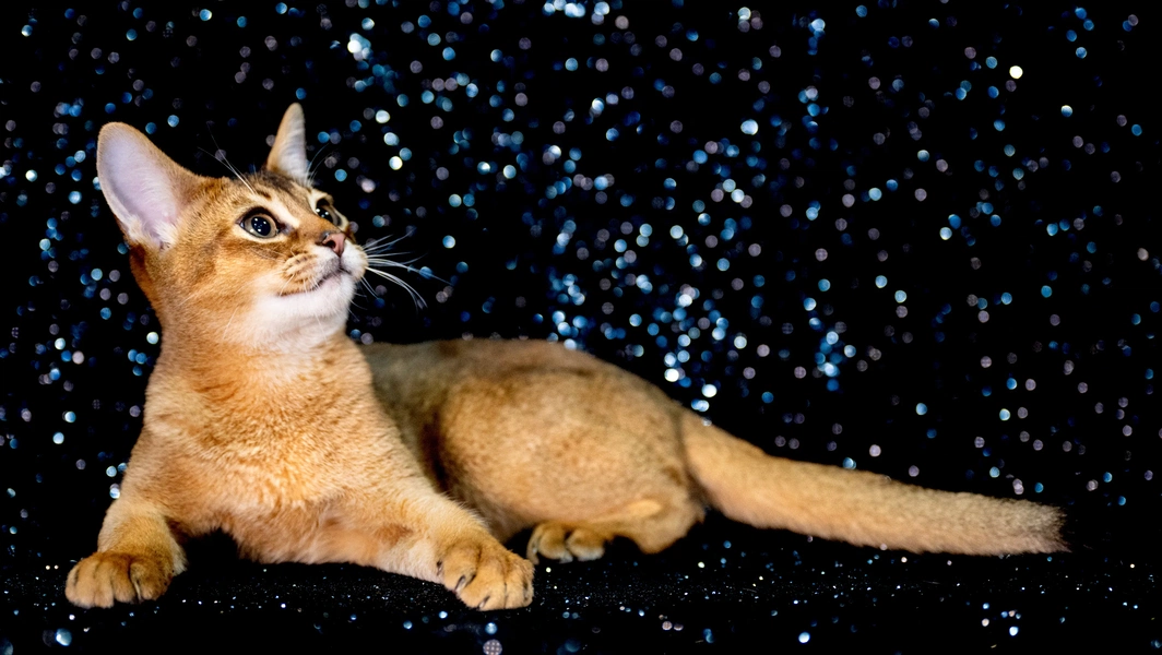 9 intelligent and playful cat breeds