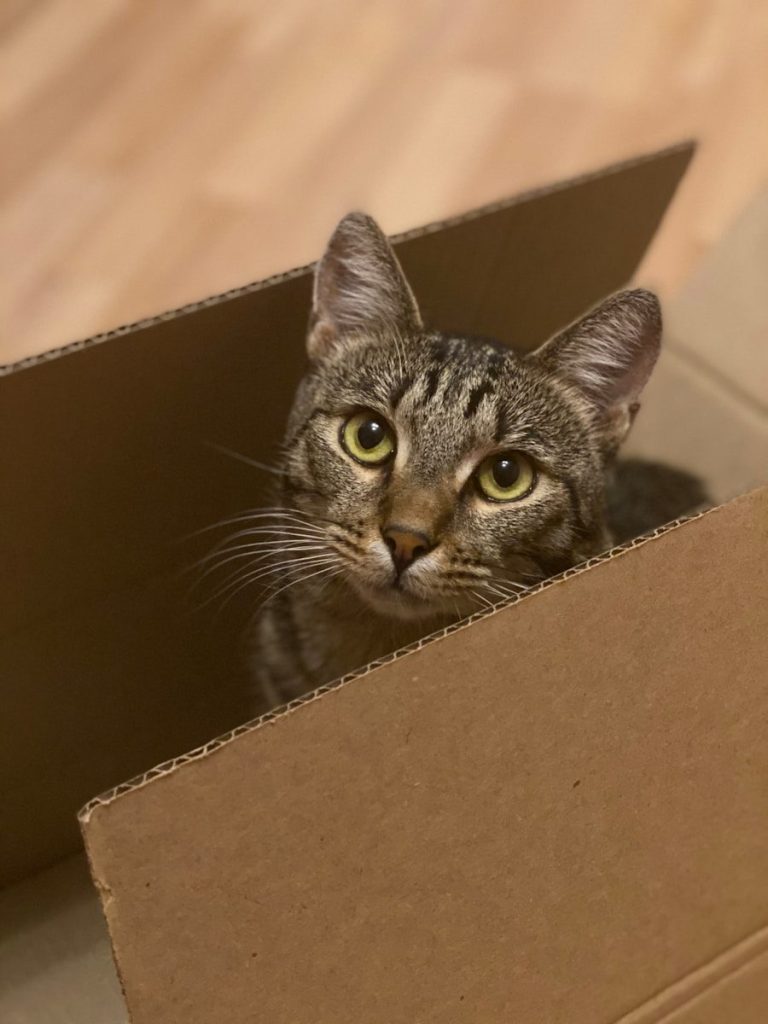 A faint meow led a Long Island woman to a cat abandoned on the roadside