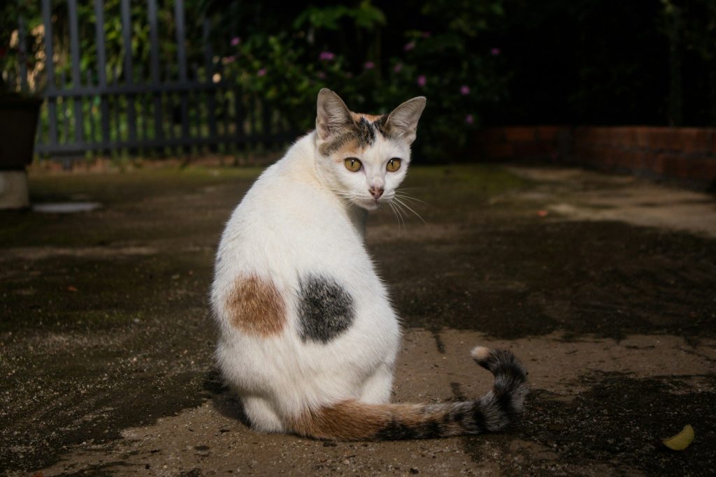 The moment this stray cat stopped running and chose to trust a human