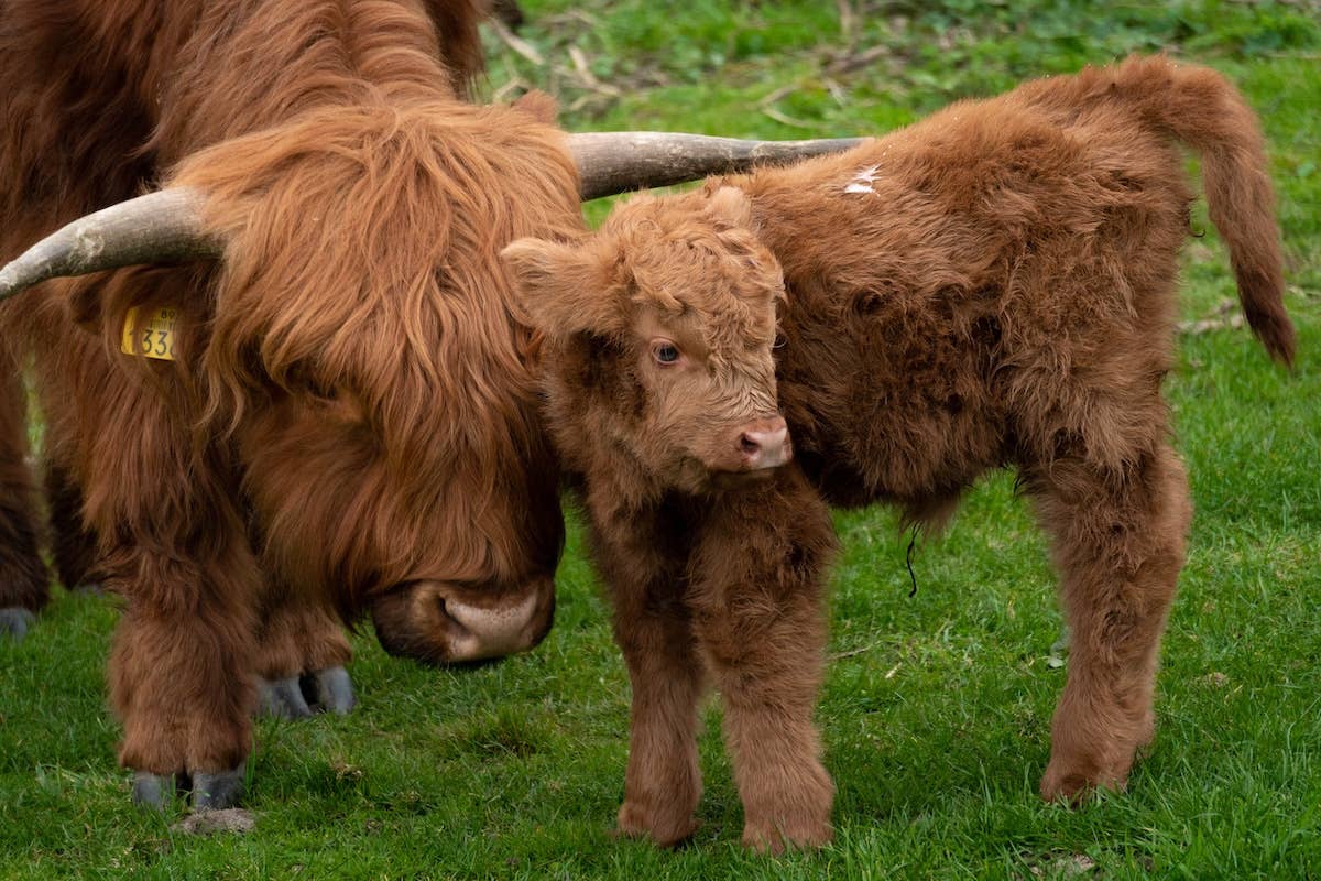 Proud highland cow introduces her adorable calf in heartwarming TikTok ...