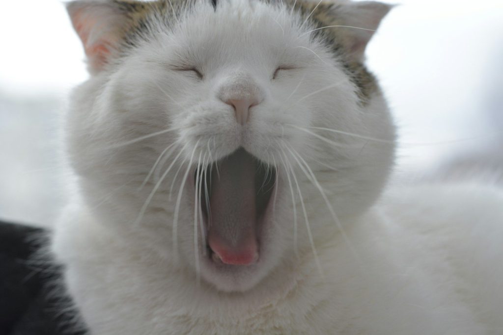 Why we cannot stop laughing at funny cats