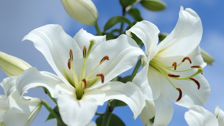House plants you should never grow in a home with pets