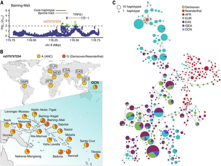 Ancient Denisovan DNA found in Oceania is still shaping human immunity ...