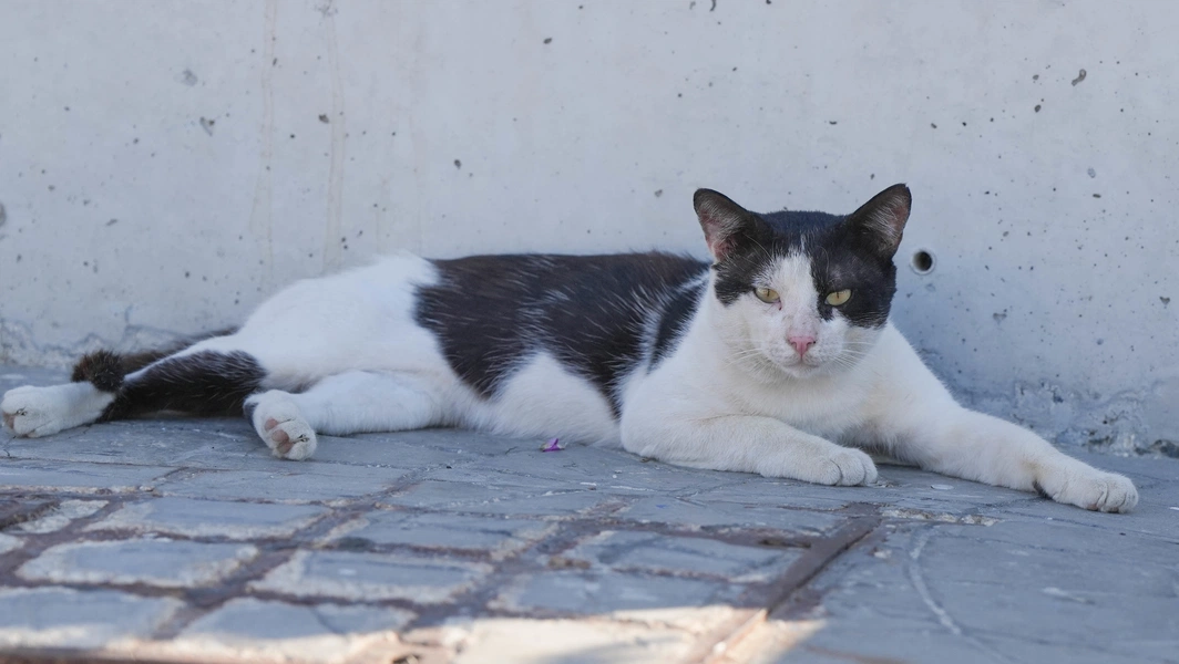 From dog devotee to cat companion