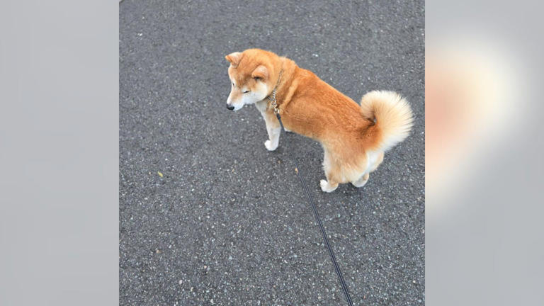 Kirkland, WA police seek couple after dog stolen outside QFC