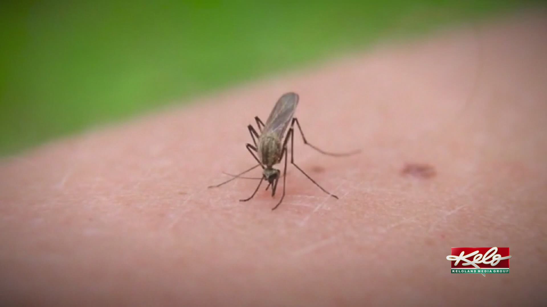 Mosquito season arrives in KELOLAND & Sioux Falls is spraying