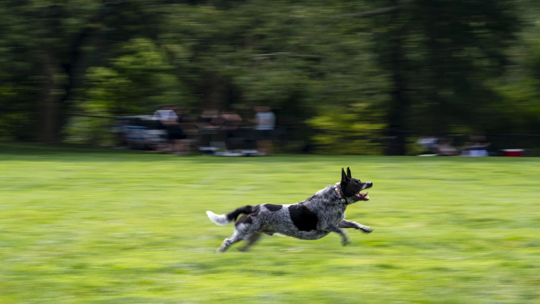 7 endearing dog behaviors and their meanings
