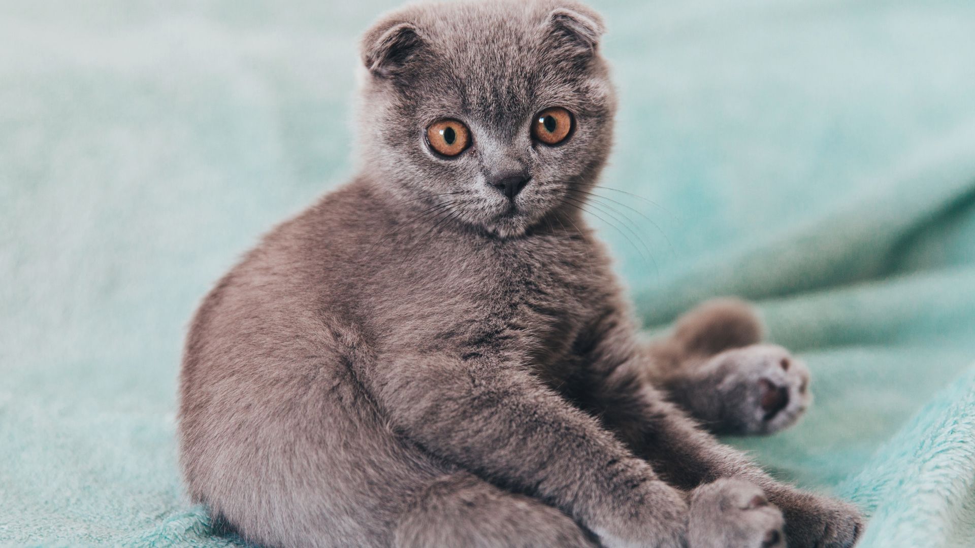 Surprising facts about Scottish fold cats