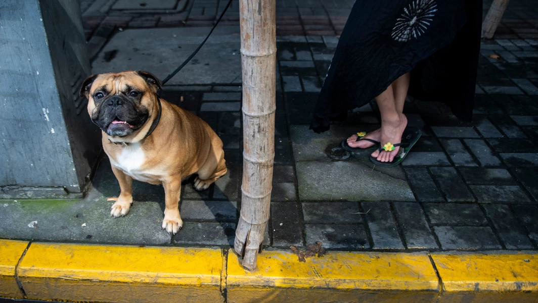 14 canine behaviors that warn of trouble