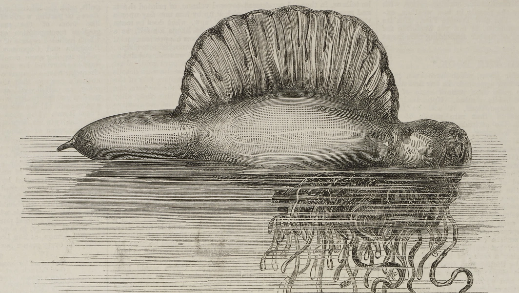 6 deadly venomous creatures of the ocean
