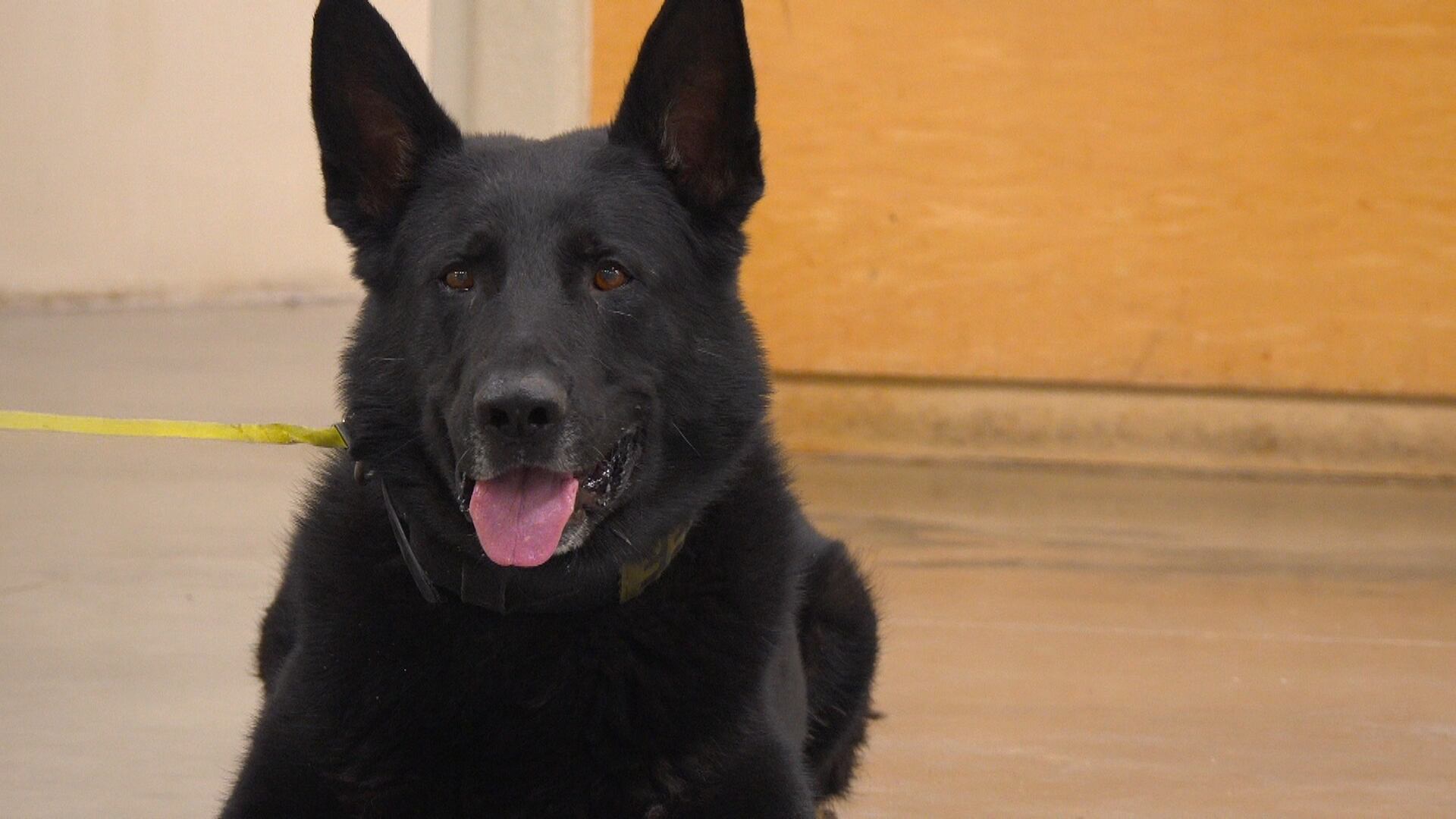 Forrest County K9 team earns top dog honors at statewide law ...
