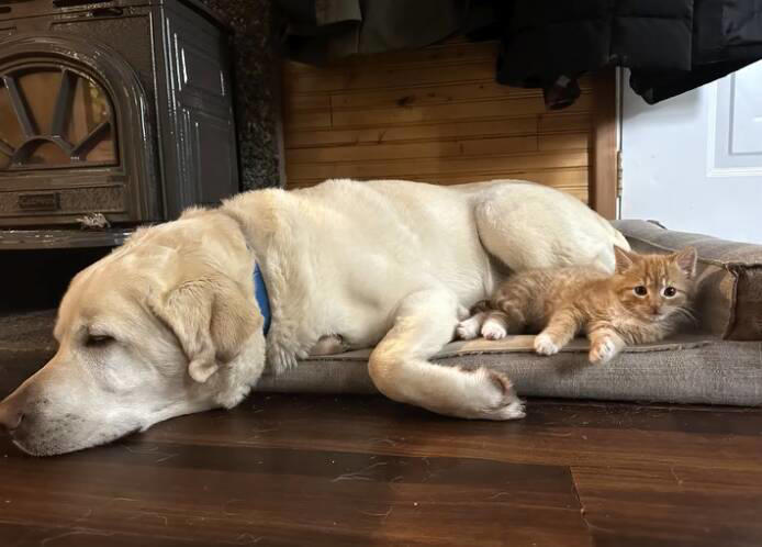 Loyal dog sits in the same spot each day — hoping his missing friend ...