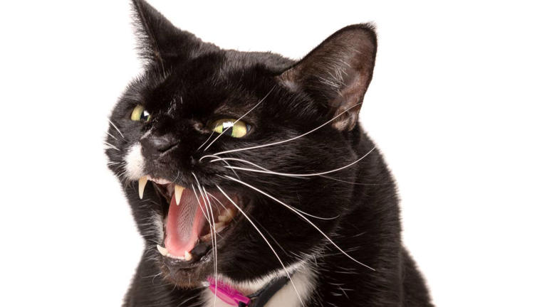 This tuxedo cat saw a cat statue and immediately chose to make it ...