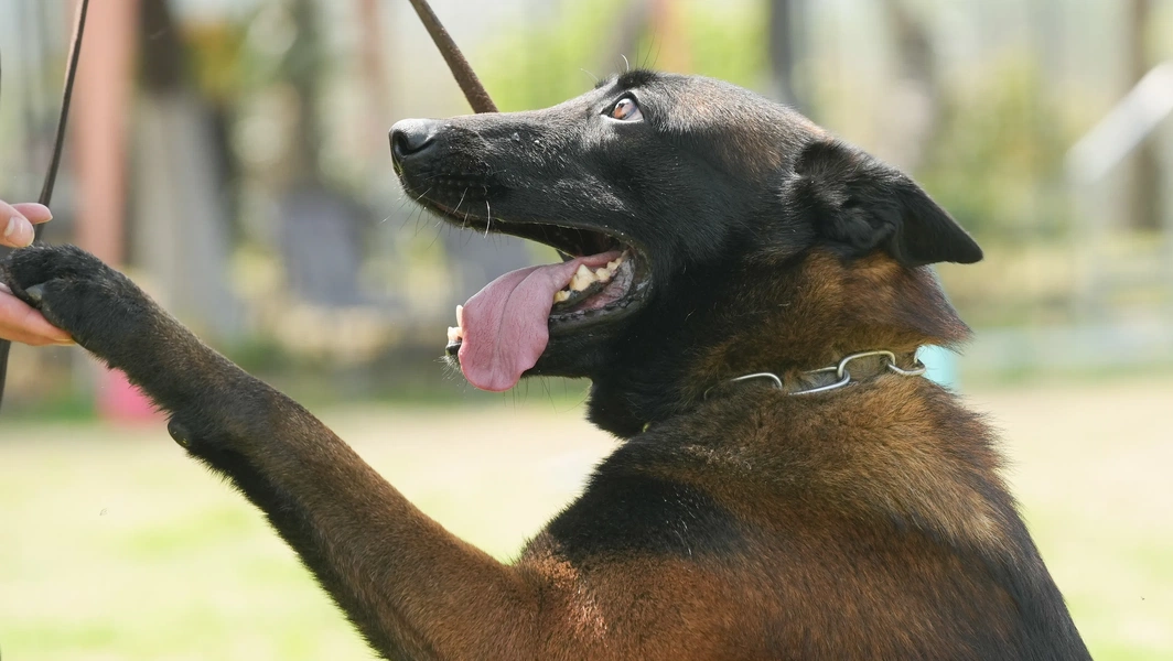 Train your dog to love coming back