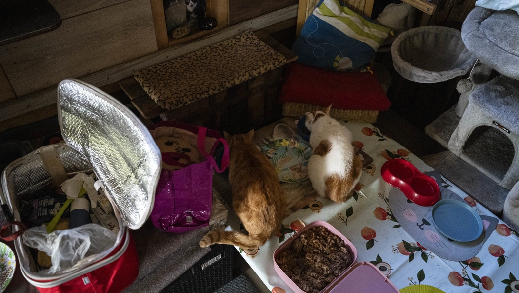From dog devotee to cat companion