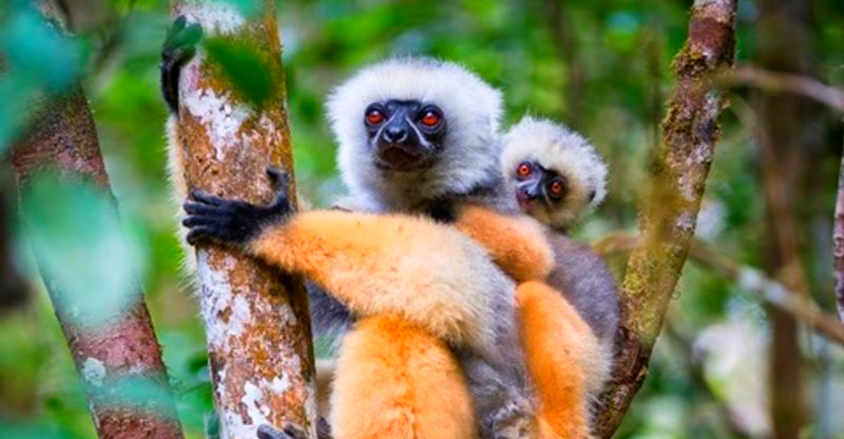 14 rainforest regions with animals found nowhere else