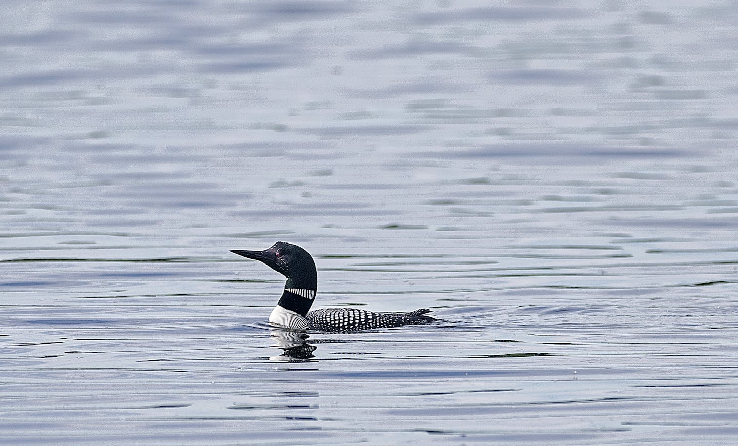 Minnesota loon pond heading to Trump’s 'Great American State Fair' as ...