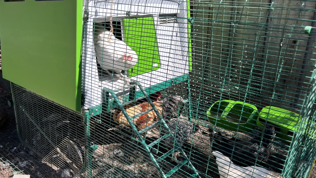 Backyard chicken coop ideas for happy hens