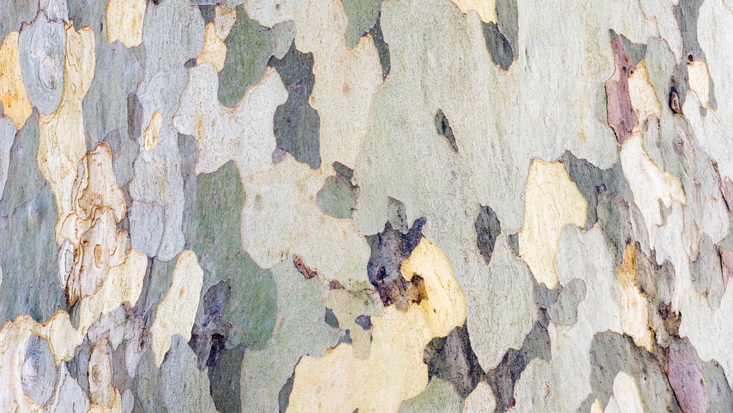 9 eucalyptus varieties for diverse climates and landscapes
