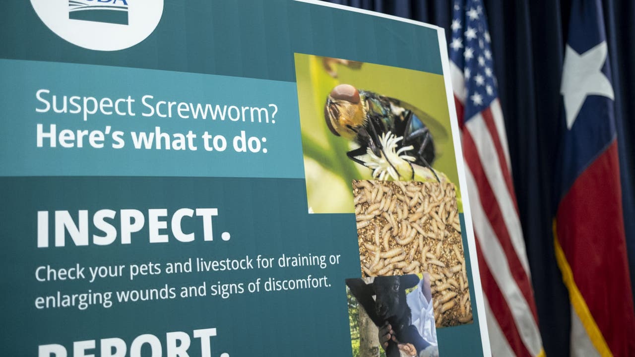 New World screwworm outbreak: Arizona takes steps to prevent flesh ...