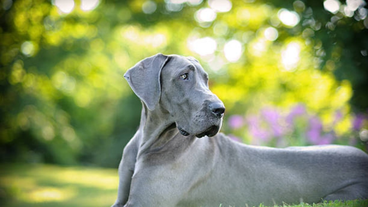 Dog breeds that surprisingly match celebrity personality types ...