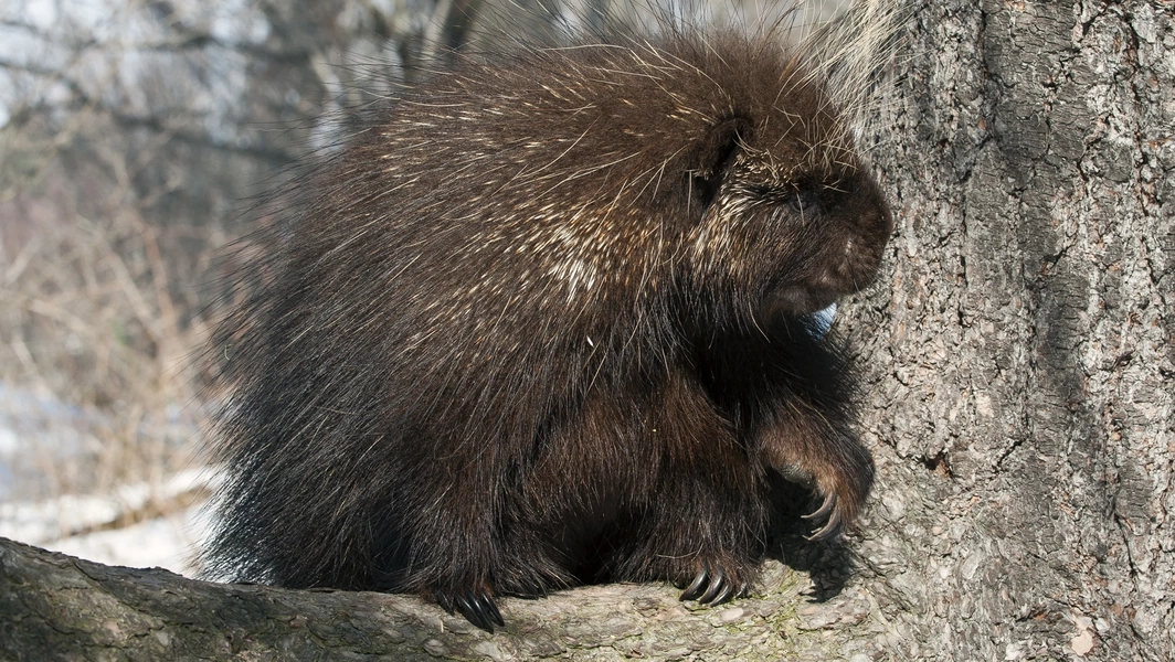 Porcupine life from quills to dinner plates