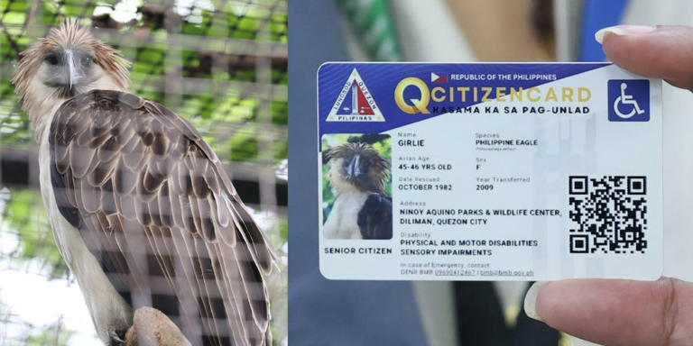 Philippine eagle Girlie gets a QCitizen card