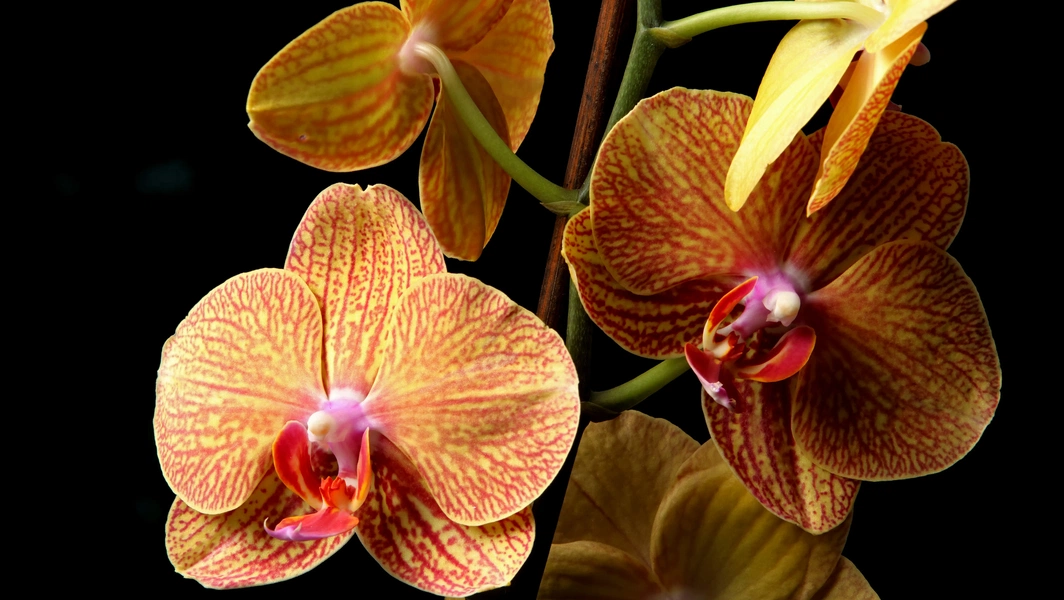 Orchid care secrets every plant lover needs