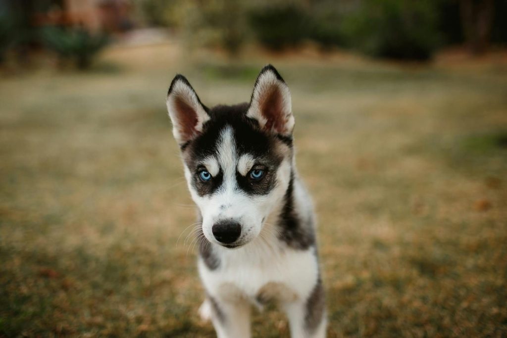 The most common challenges husky owners face and why this breed is so ...