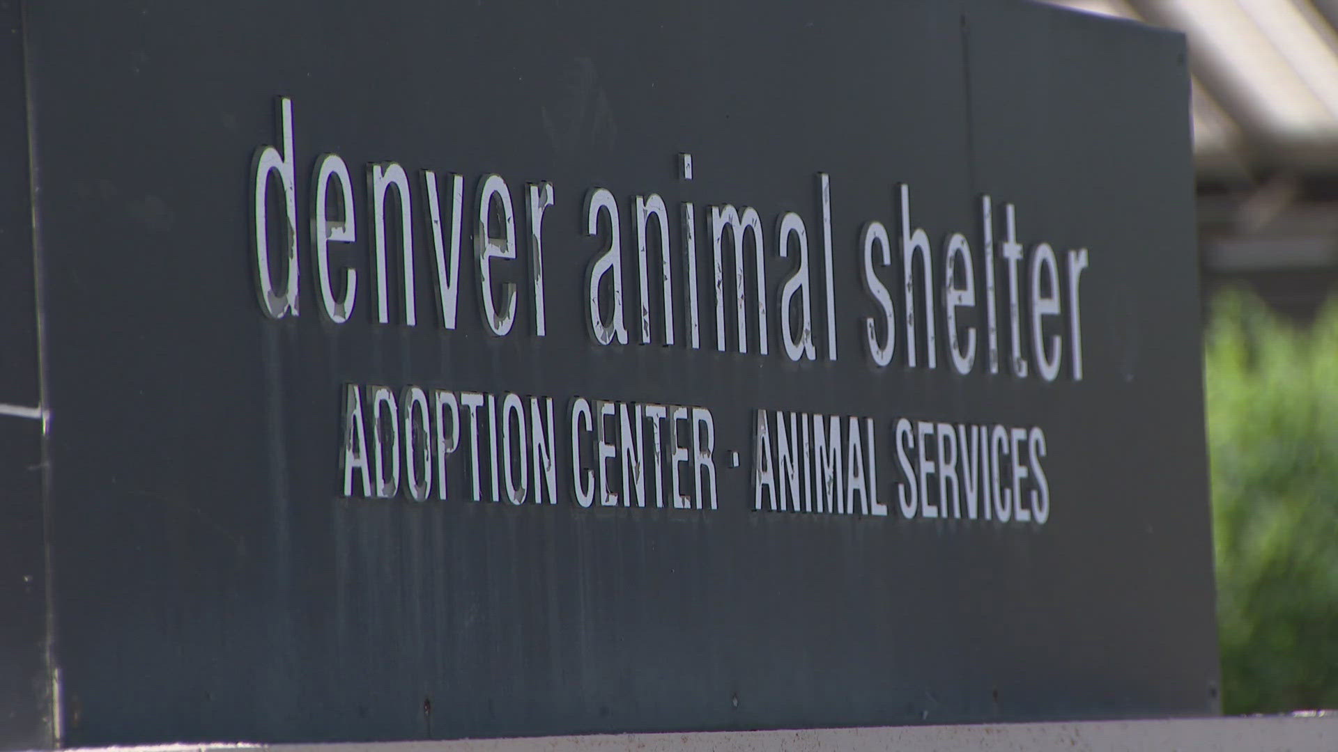 Stray animal calls keep climbing while there's less animal control ...