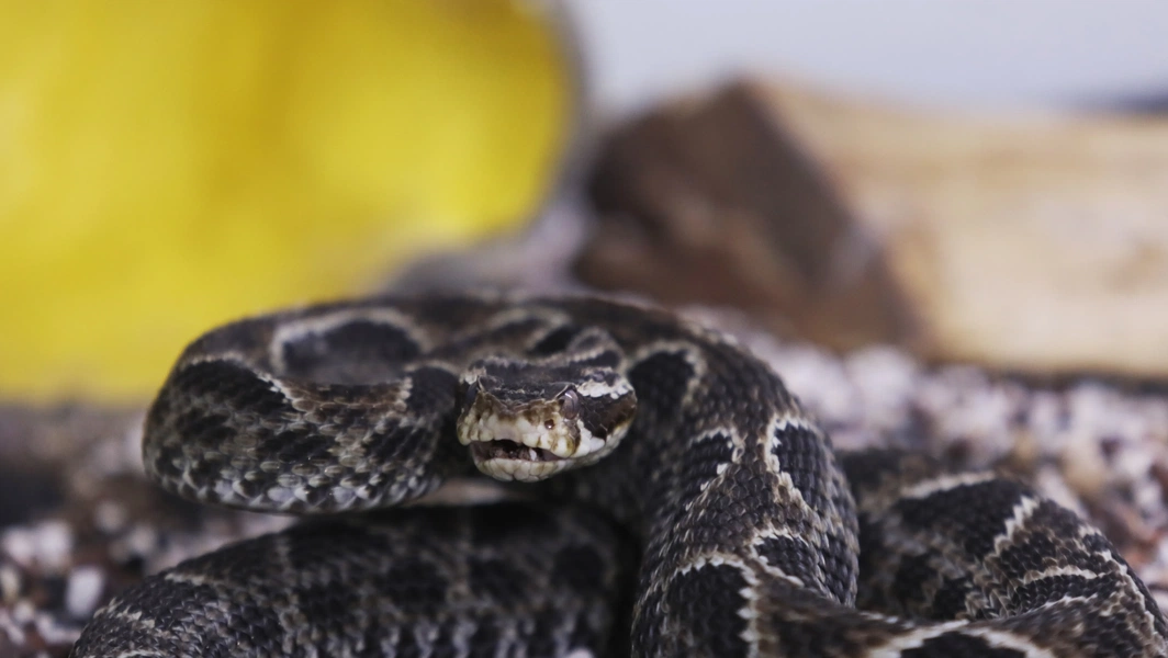 10 deadliest creatures of the Amazon