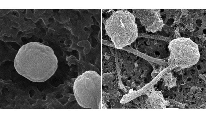 This organism completely changes appearance without changing its DNA