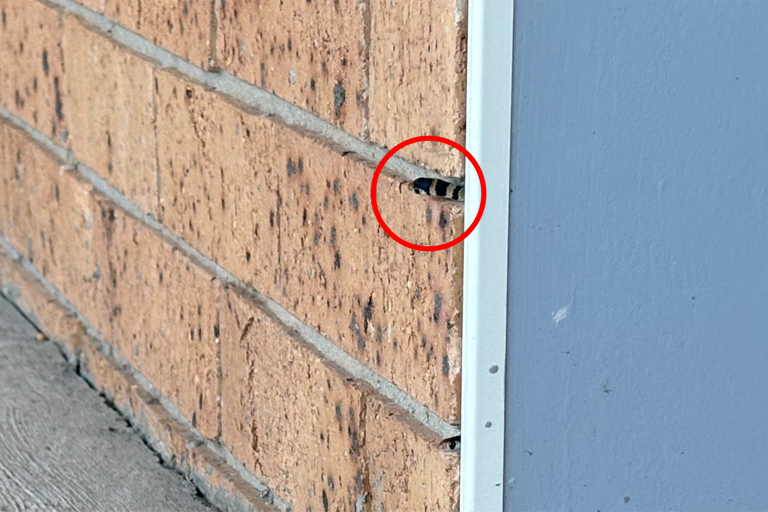 Aussies with brick homes warned of winter intruder: 'Looking to lay ...