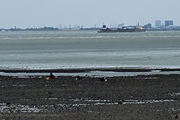 Fresh concerns as 'flagrant' illegal oyster pickers spotted on Southend ...