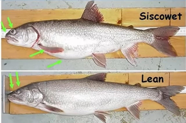 Gaunt 'zombie fish' draws researchers to study habitat in Lake Superior ...