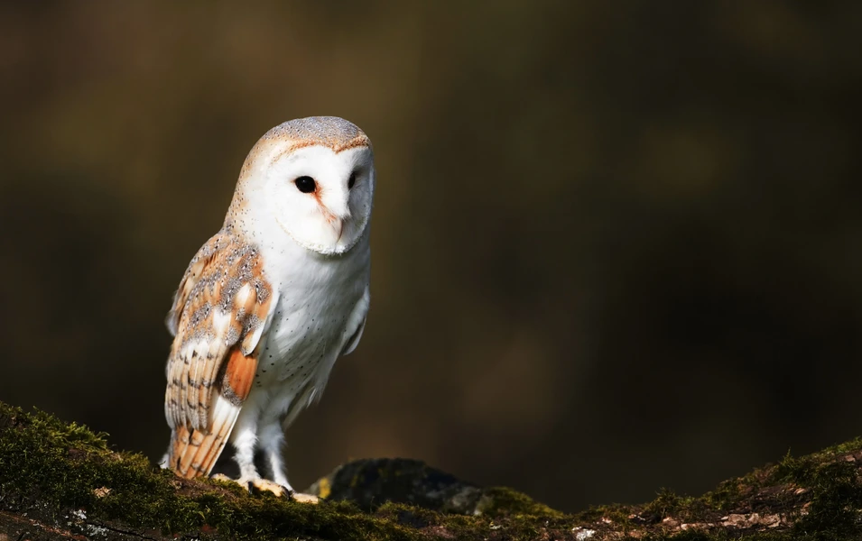 How to make barn owls feel at home