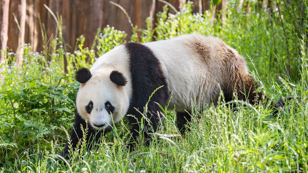 10 endangered species facing critical threats