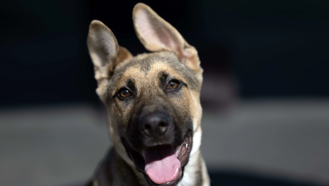 German shepherd traits, myths, and history