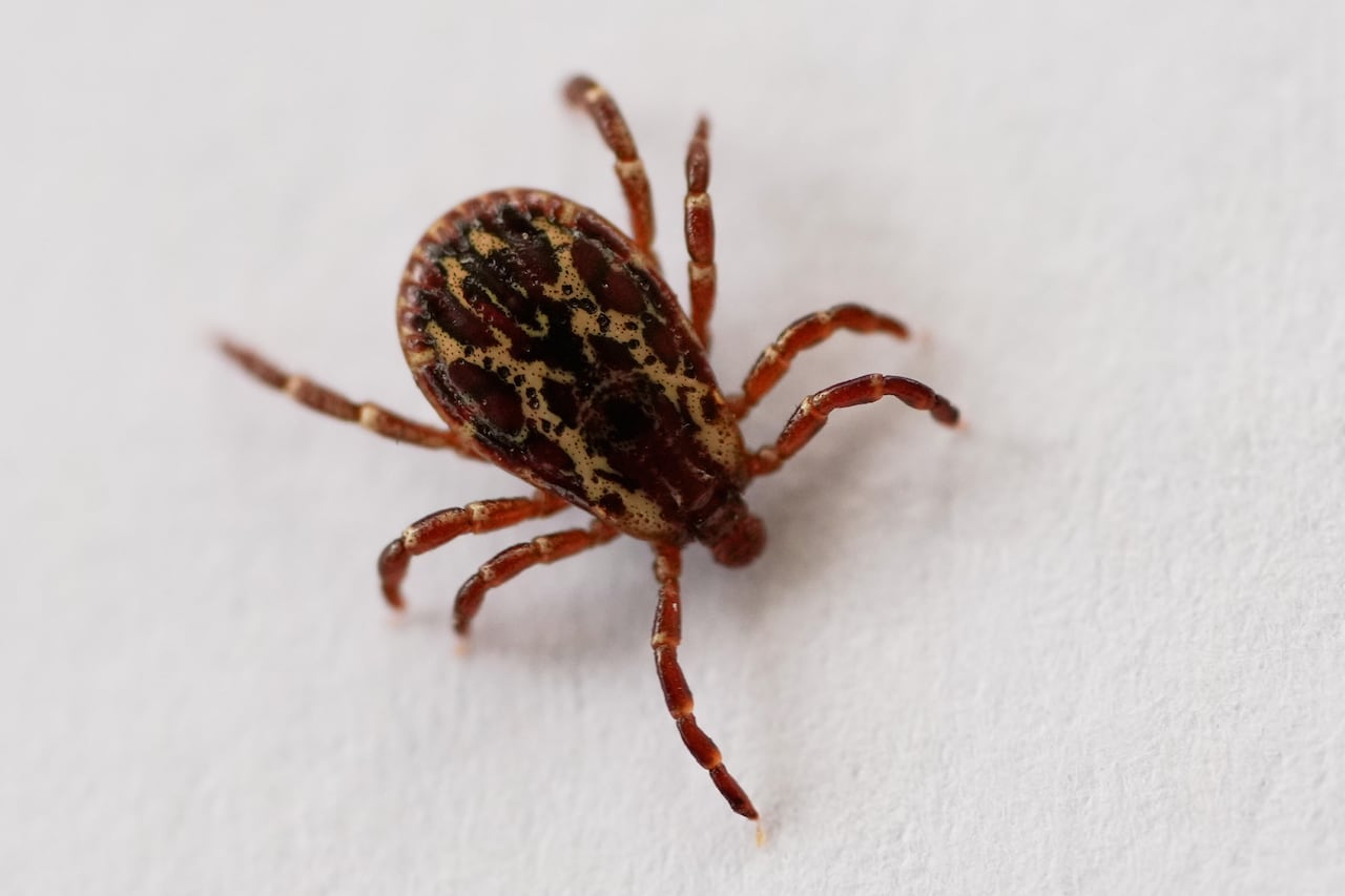 Tick season is hitting Canada way harder this year. Here’s why