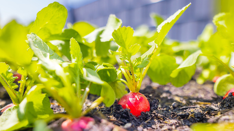 13 fastest growing vegetables you should add to your garden