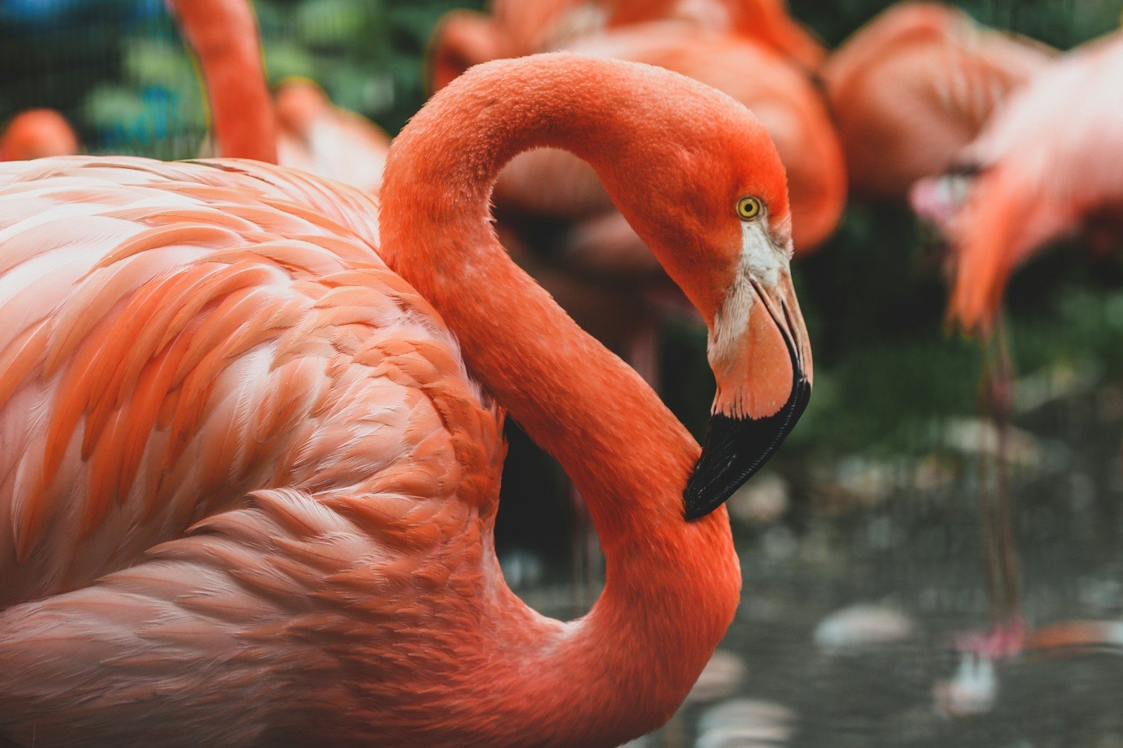 Stunning birds so extraordinary they could outshine even a cockatoo