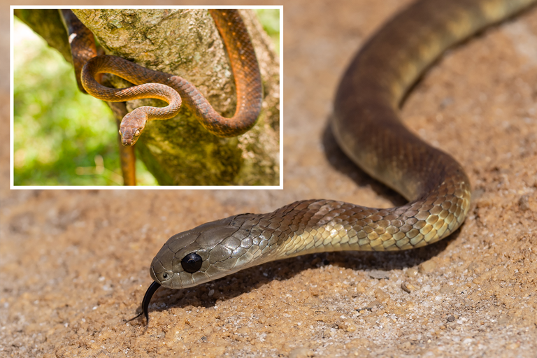 Aussies with brick homes warned of winter intruder: 'Looking to lay ...