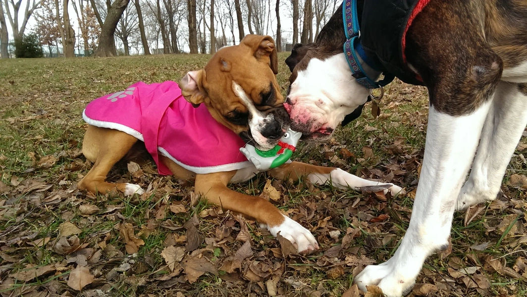 13 friendliest dog breeds for families