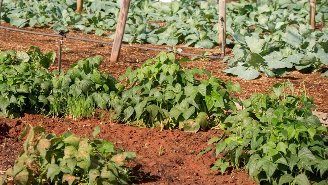 5 best and worst companions for green beans