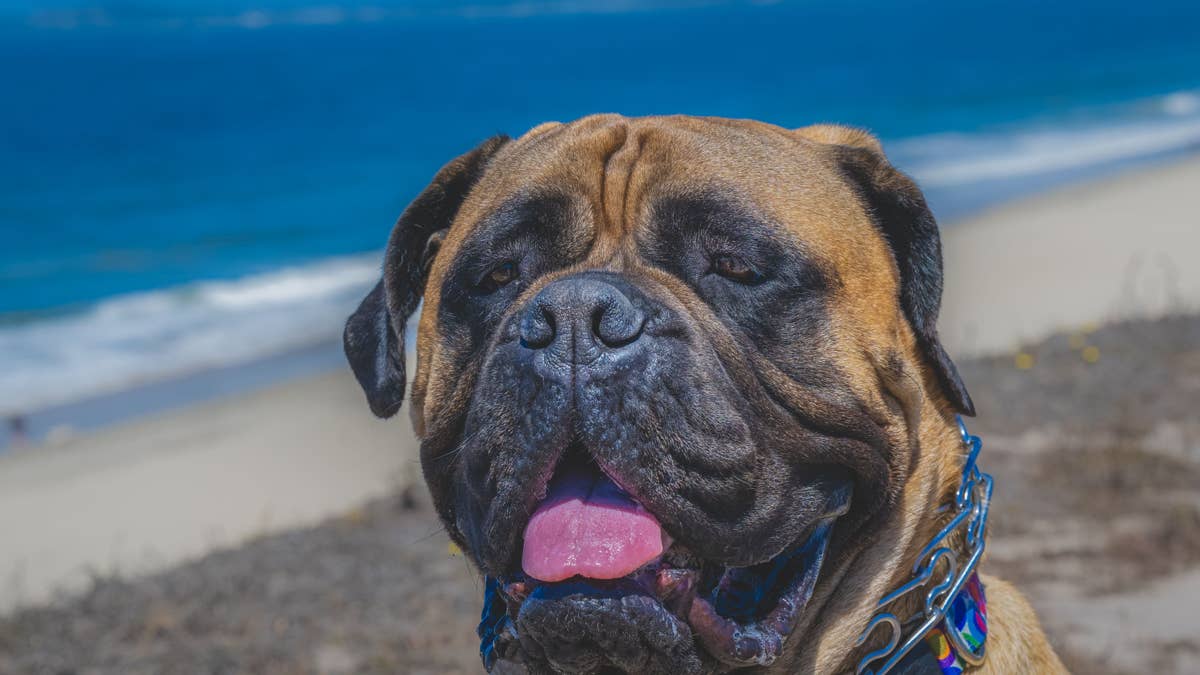 Massive mastiff goes viral with epic 'cowabunga' beach wipeout