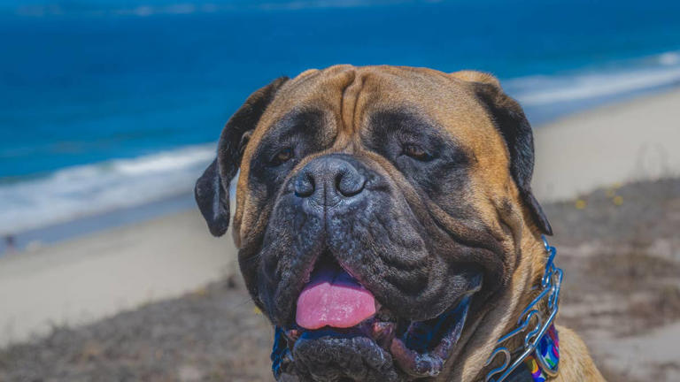 Massive mastiff goes viral with epic 'cowabunga' beach wipeout