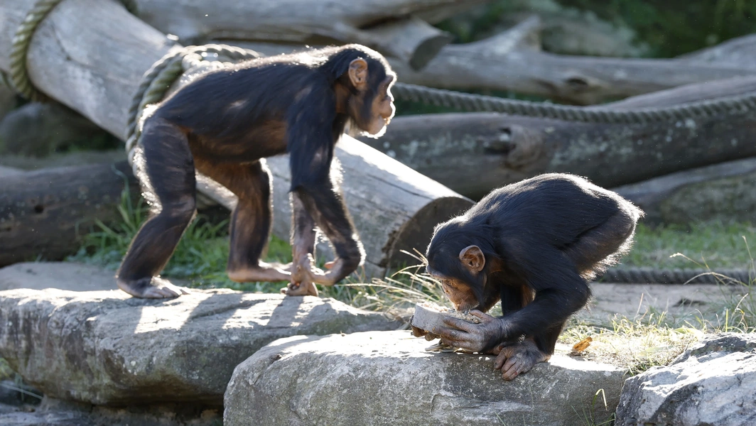 8 highly intelligent animals beyond humans