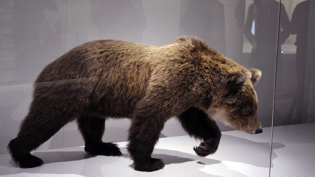 Giant short-faced bear: Ice Age apex predator