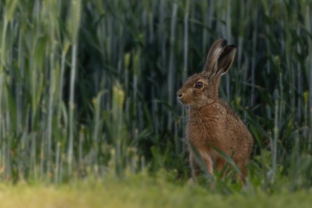 The cutest hare captured in our picture of the week