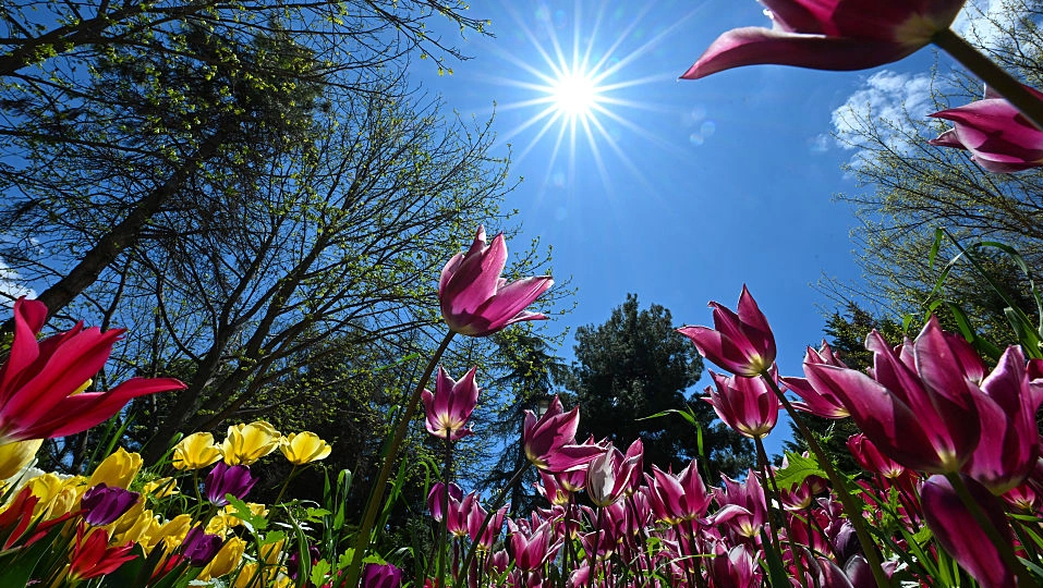 18 colorful flowers that flourish in full sun